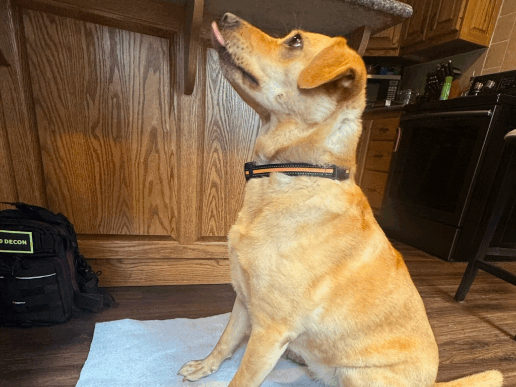 K9 Decon Kit - First Line Technology